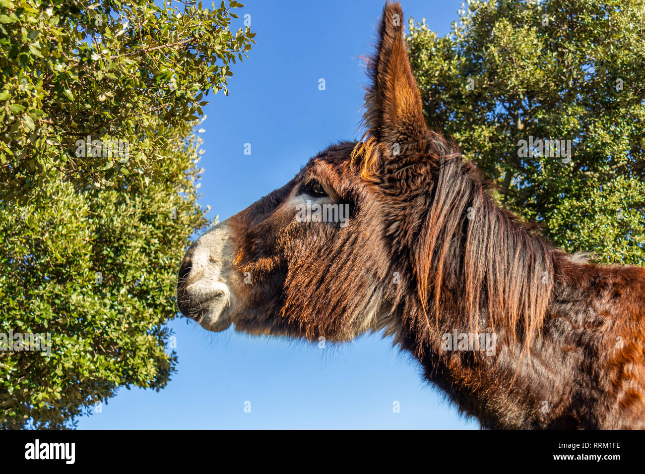 Donkey in majorca mallorca hi-res stock photography and images - Alamy