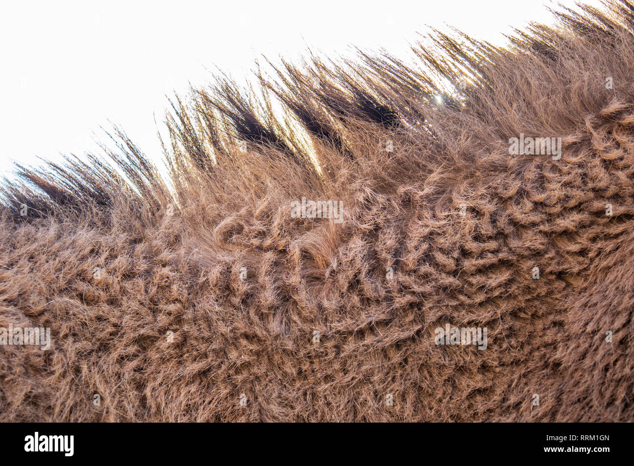 Donkey hair hi-res stock photography and images - Alamy