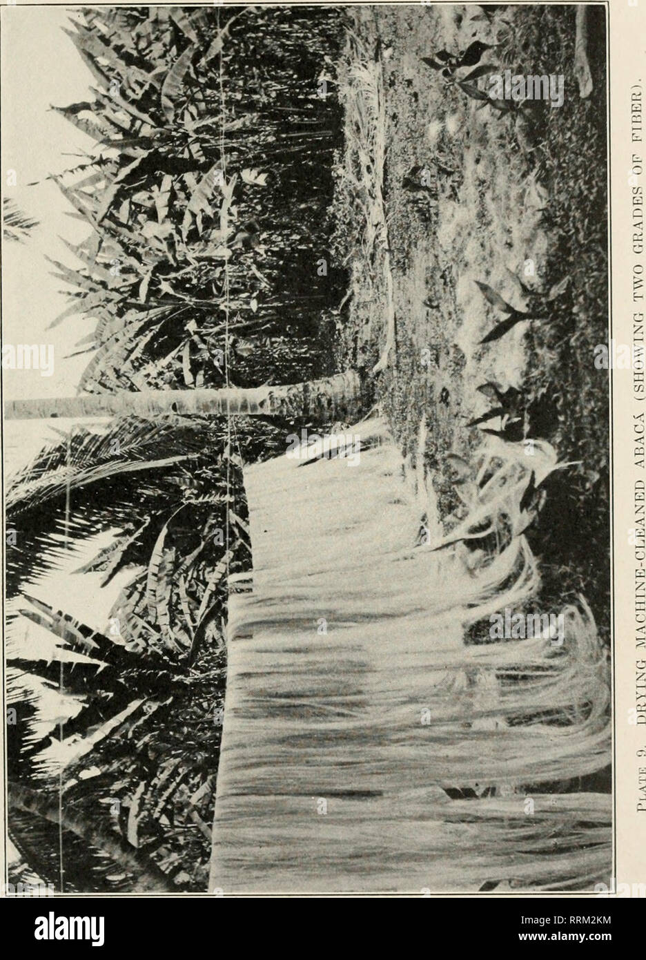 Abaca plant hi-res stock photography and images - Alamy