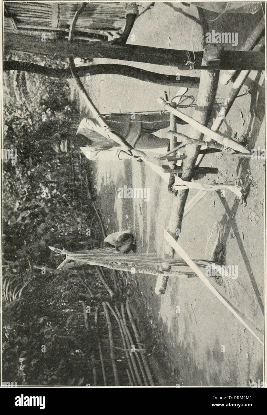 Abaca plant hi-res stock photography and images - Alamy