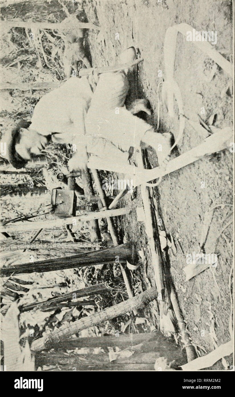 Abaca plant hi-res stock photography and images - Alamy