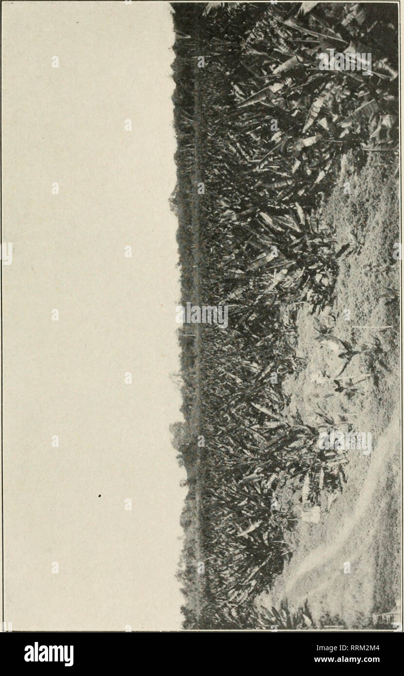 Abaca manila hi-res stock photography and images - Alamy