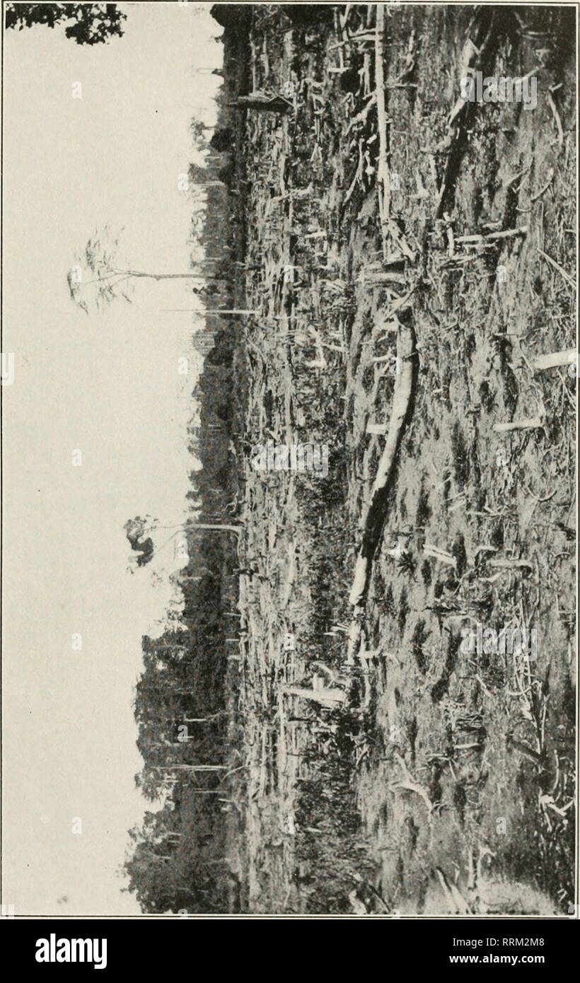 Abaca plant hi-res stock photography and images - Alamy