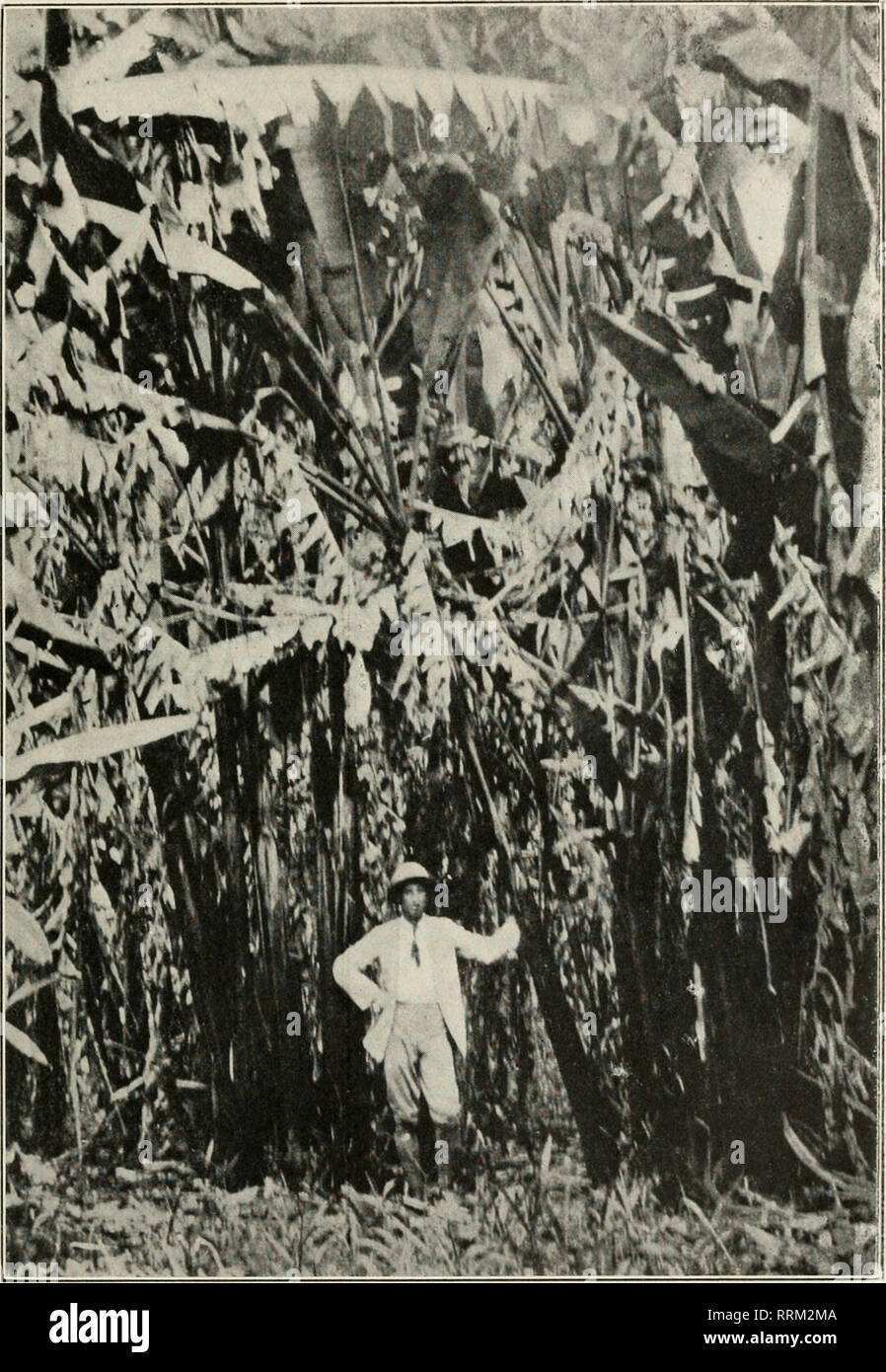 Abaca manila hi-res stock photography and images - Alamy