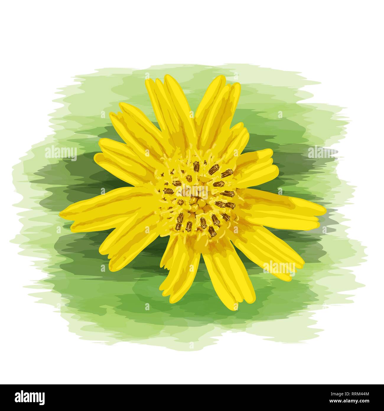 Close up yellow wild daisy with watercolor painting on vector art Stock ...