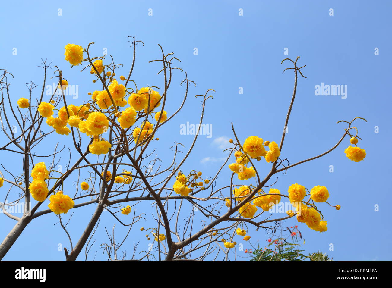 Cochlospermum regium tree hi-res stock photography and images - Alamy