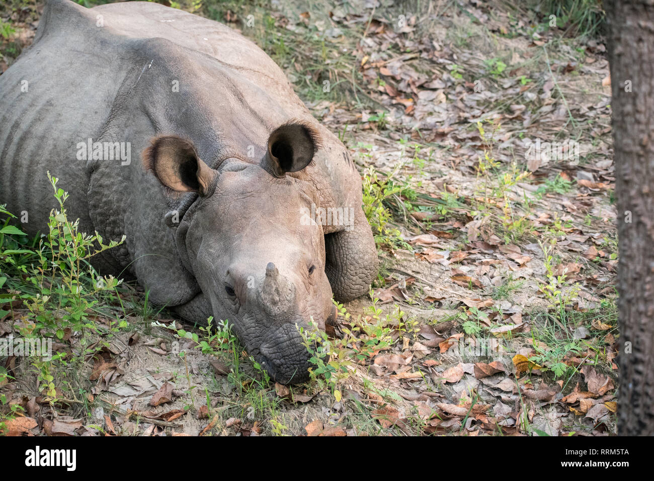 One-horned Rhinoceros at Chitwan National Park in Nepal Stock Photo - Alamy