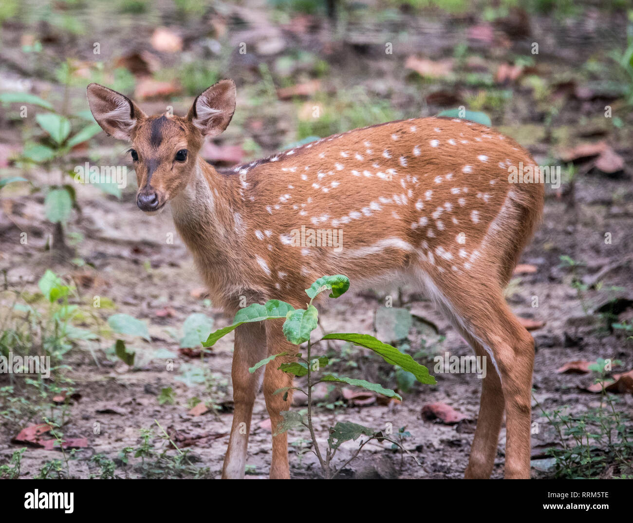 Spotted Deer at Chitwan National Park in Nepal Stock Photo - Alamy