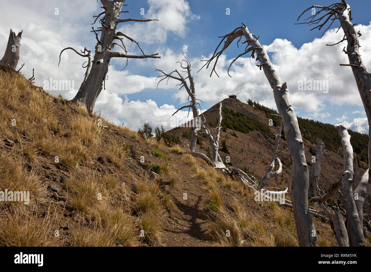 Ghost trees hi-res stock photography and images - Alamy