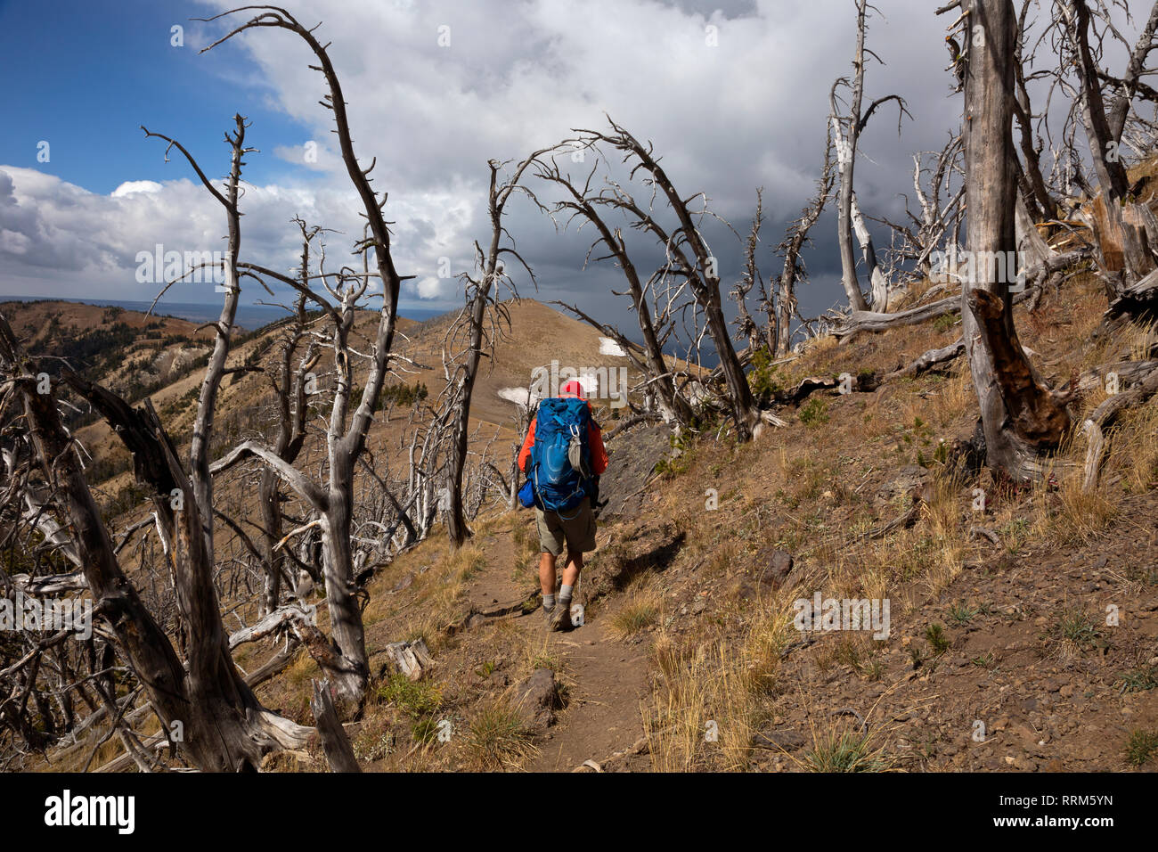 Mountains And Stunted Trees Stock Photos & Mountains And Stunted Trees ...