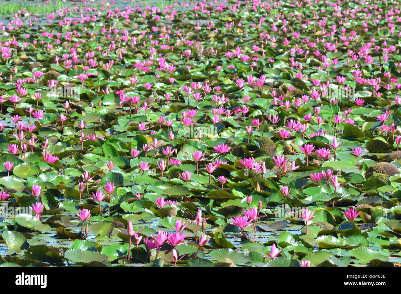 This spectacular site is home to millions of lotus flowers and ...