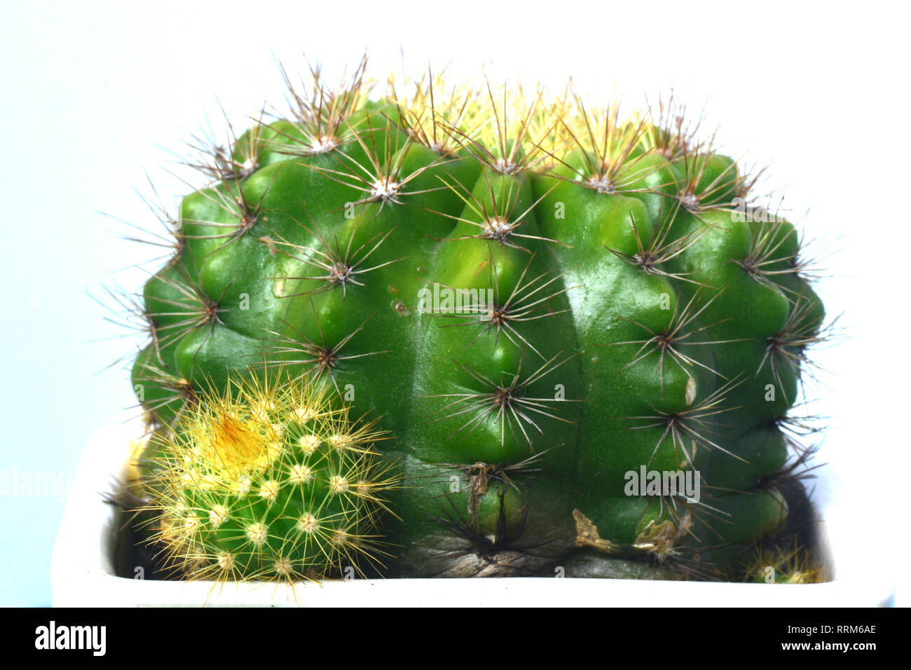 echinopsis calochlora cactus tree Stock Photo - Alamy