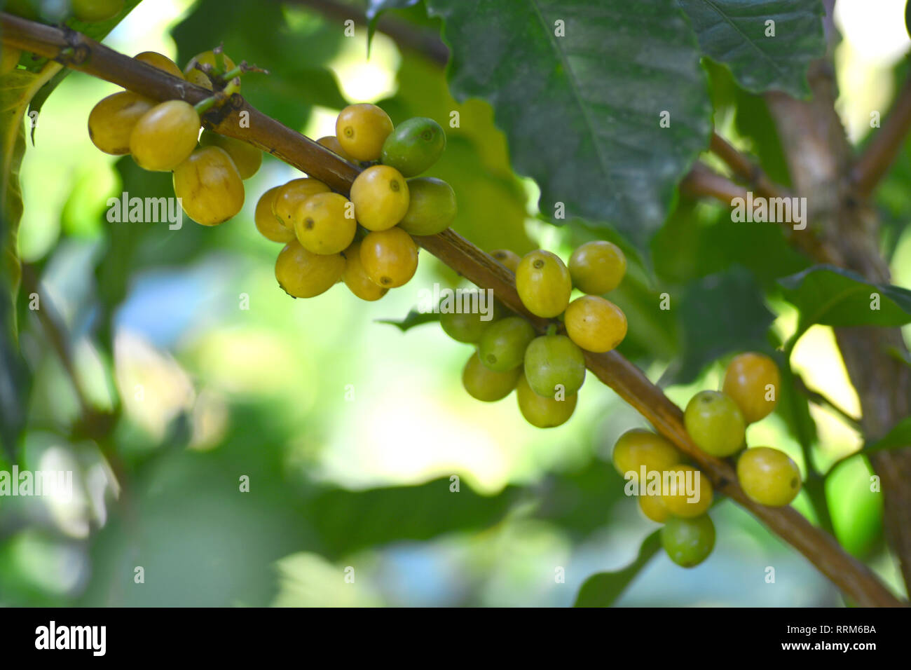 Typica coffee hi-res stock photography and images - Alamy