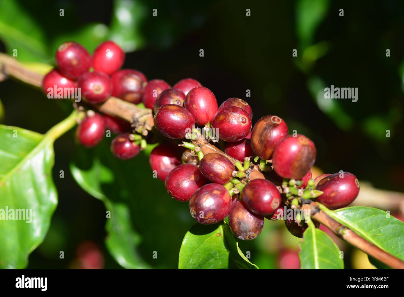 Typica coffee hi-res stock photography and images - Alamy