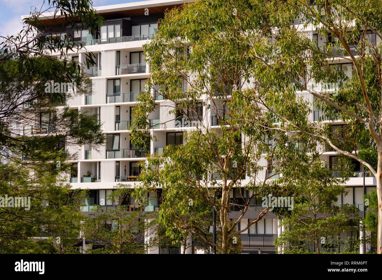 Native trees of australia hi-res stock photography and images - Alamy