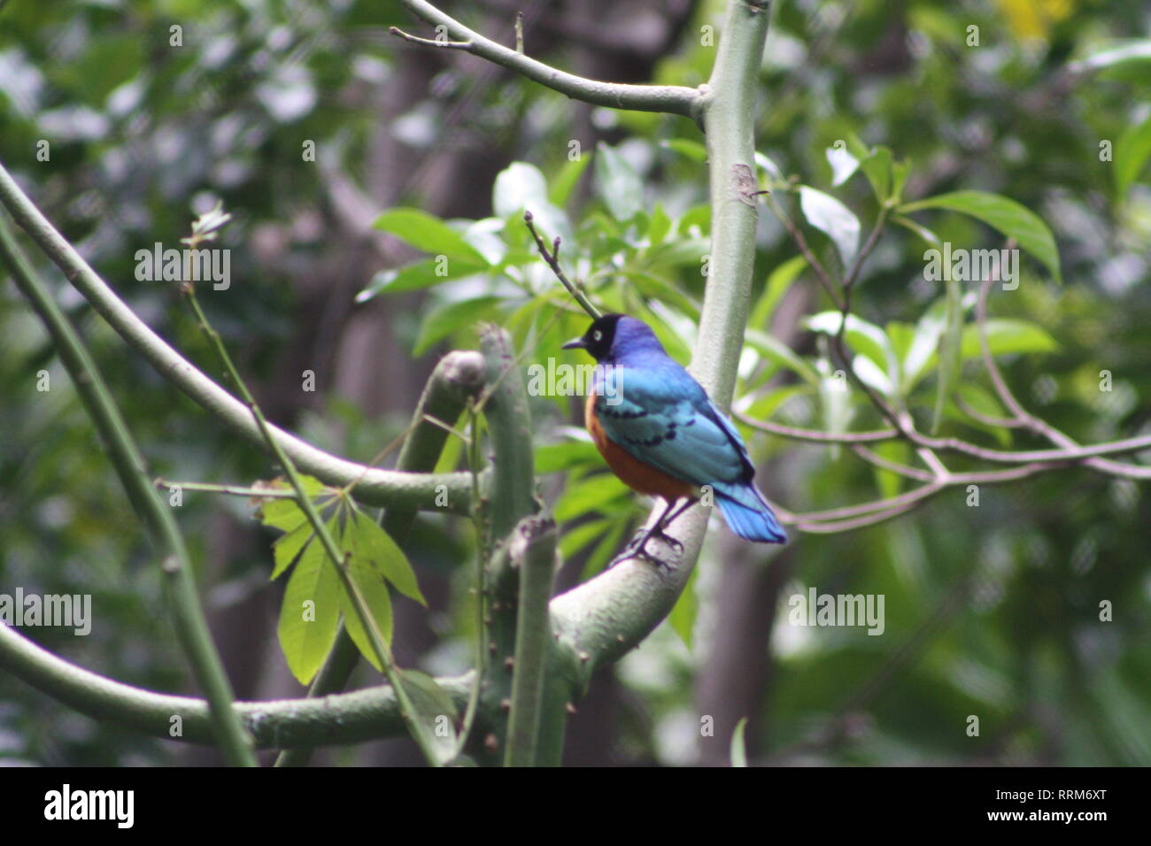 Golden breasted starling hi-res stock photography and images - Alamy