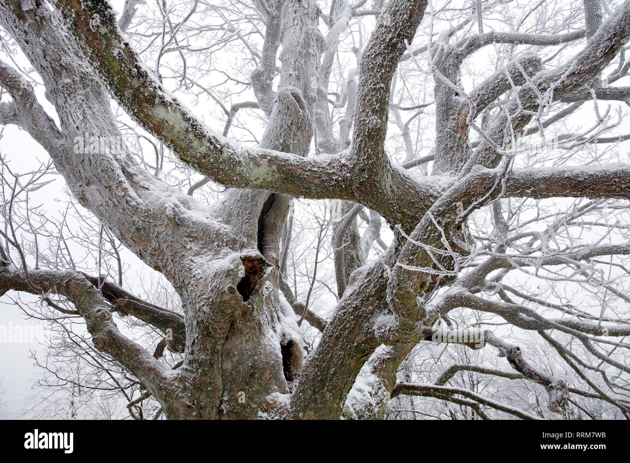 Tree Branch Close Up