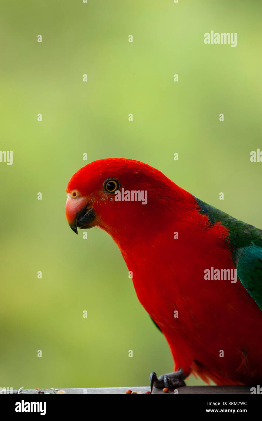 Eastern australia king parrot hi-res stock photography and images - Alamy