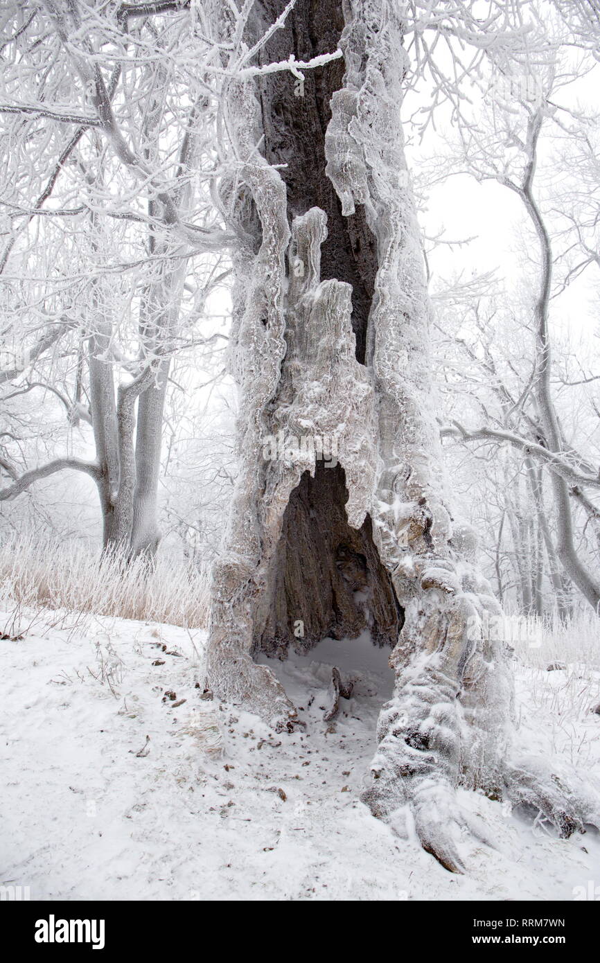 Scary winter scene hi-res stock photography and images - Alamy
