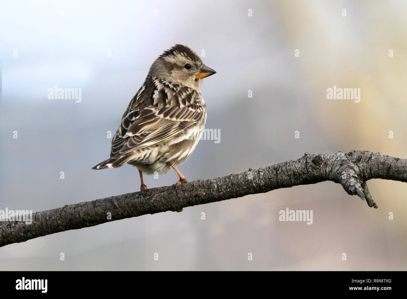 Petronia petronia hi-res stock photography and images - Alamy