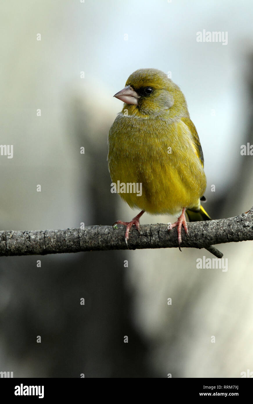 Chloris spinus hi-res stock photography and images - Alamy