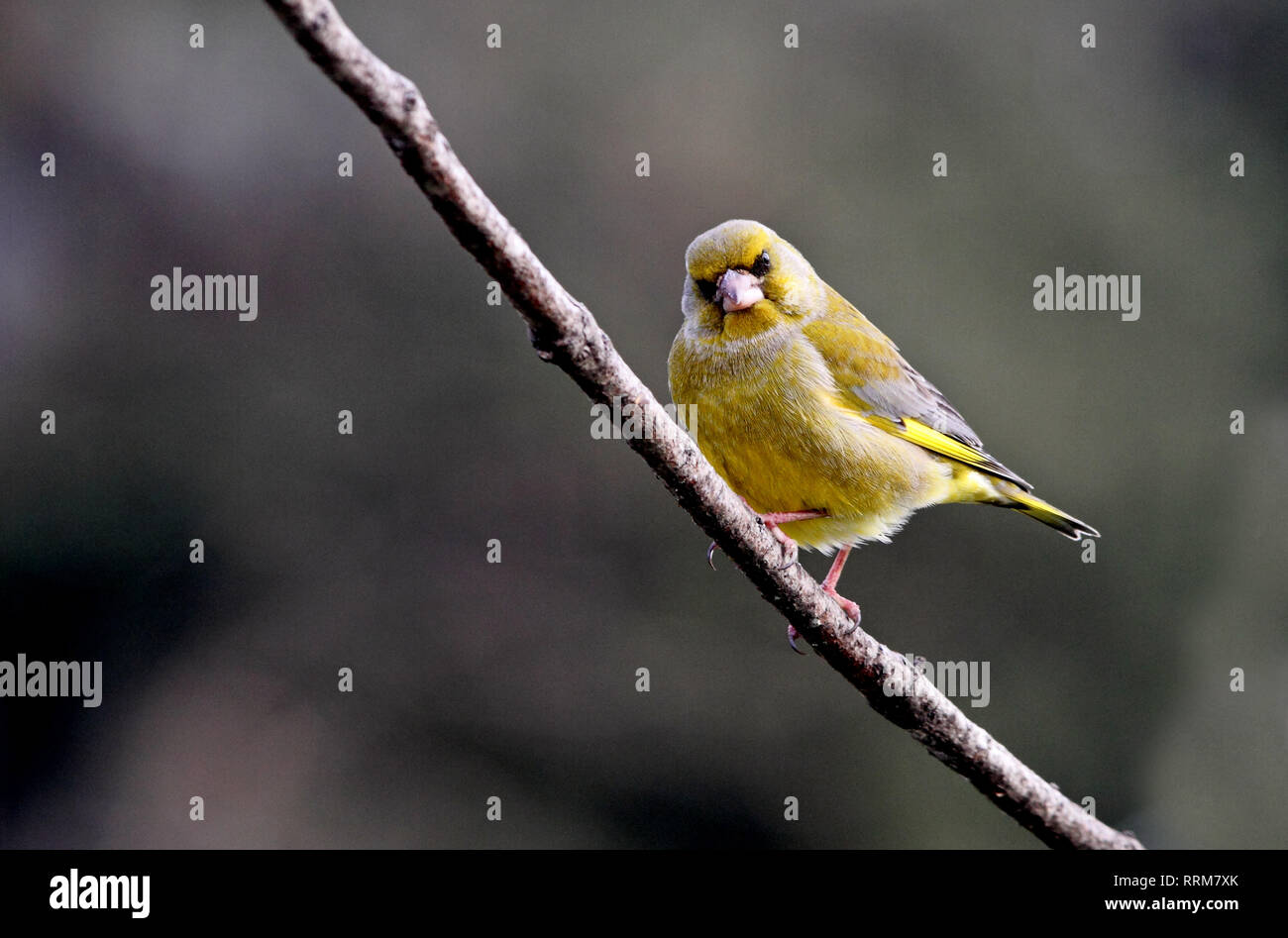 Chloris spinus hi-res stock photography and images - Alamy