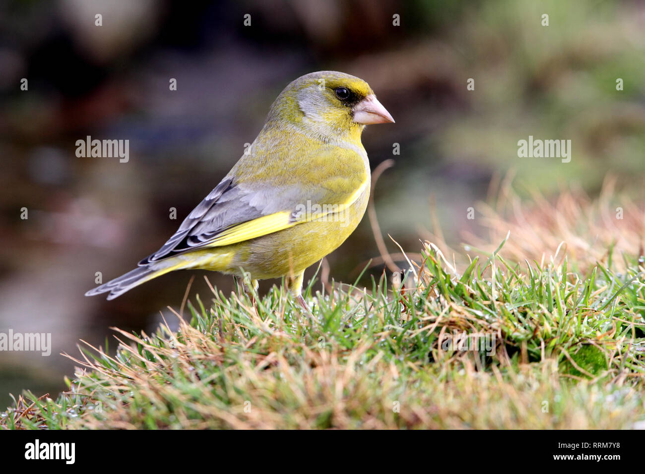 Greenfinch carduelis chloris forest hi-res stock photography and images ...