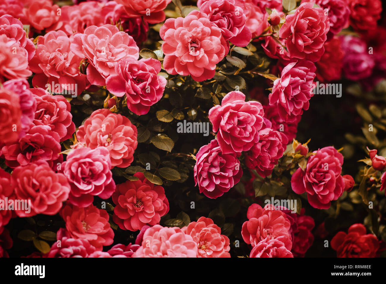 Rose bush variegated roses hi-res stock photography and images - Alamy