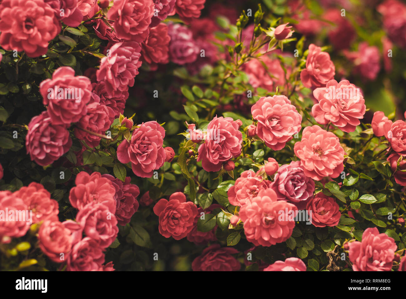 Big red roses bush blooming hi-res stock photography and images - Alamy