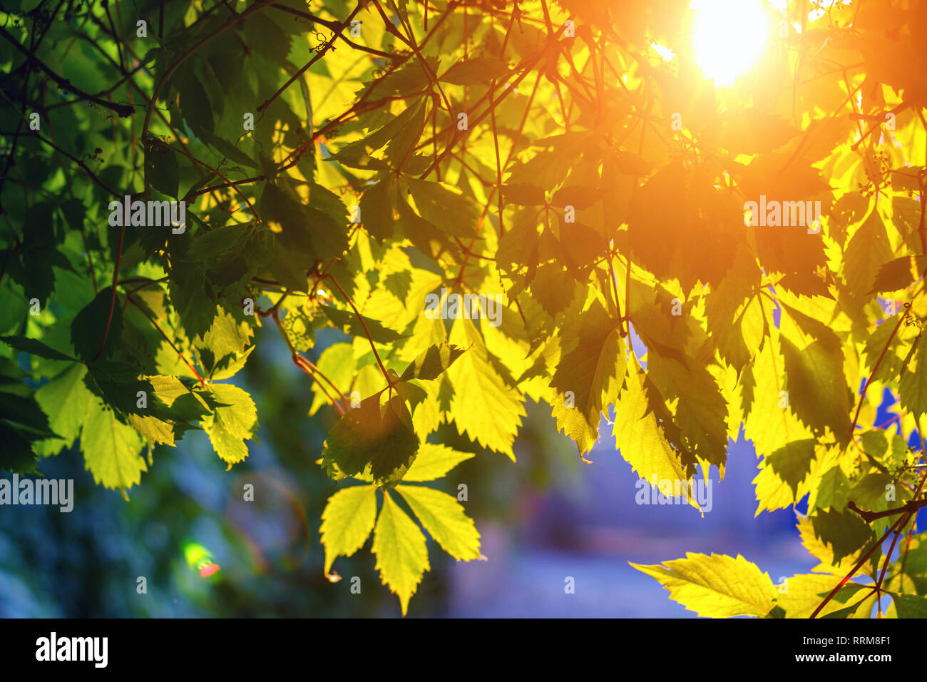the sun's rays through the leaves, summer Stock Photo - Alamy