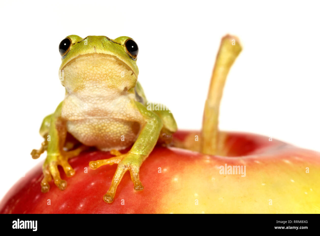 Small green tree frog sitting on red apple - isolated white background ...