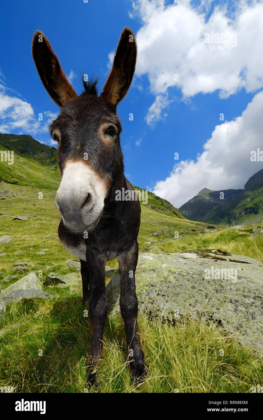 Best cute donkey photos hi-res stock photography and images - Alamy