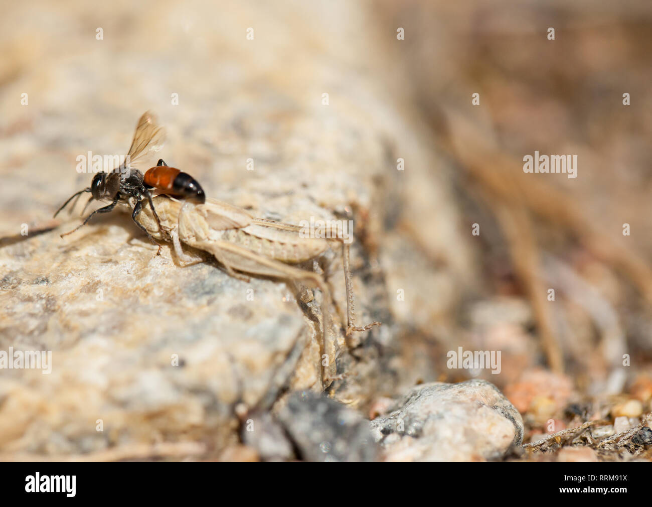Predatory apoid wasp carrying prey grasshopper to the nest Stock Photo ...