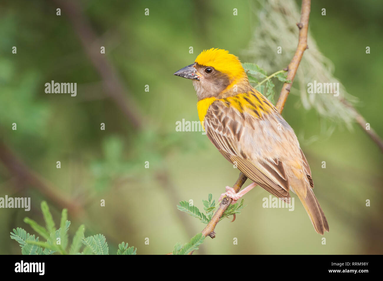 Baya Weaver (Ploceus philippinus), male perched on branch. Rajasthan ...