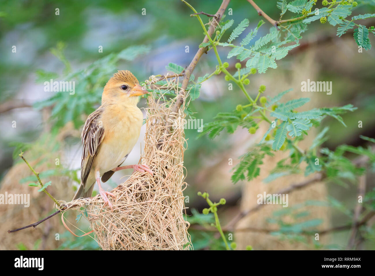 Baya weavers hi-res stock photography and images - Alamy