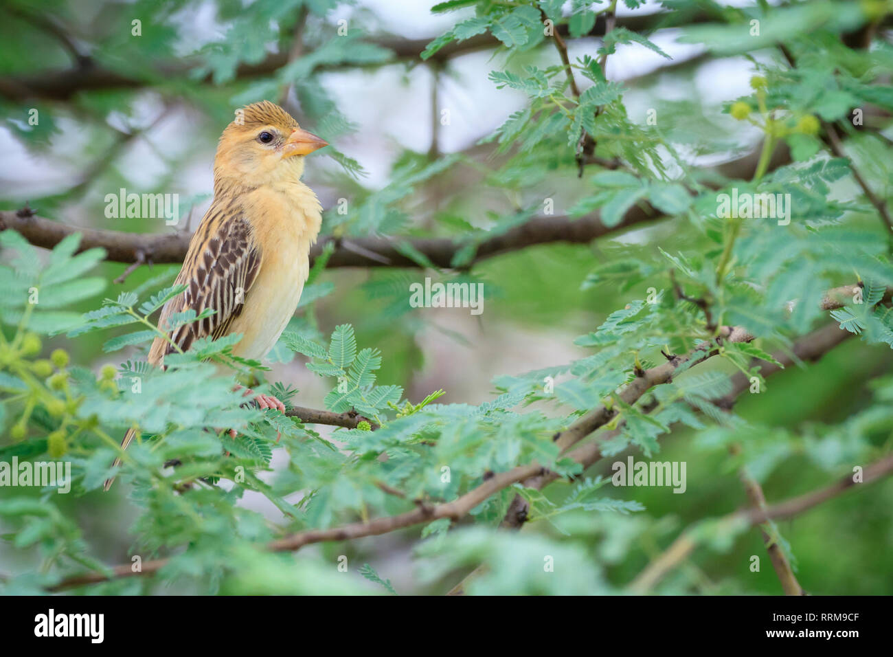 Baya Weaver (Ploceus philippinus), female perched on branch. Rajasthan ...