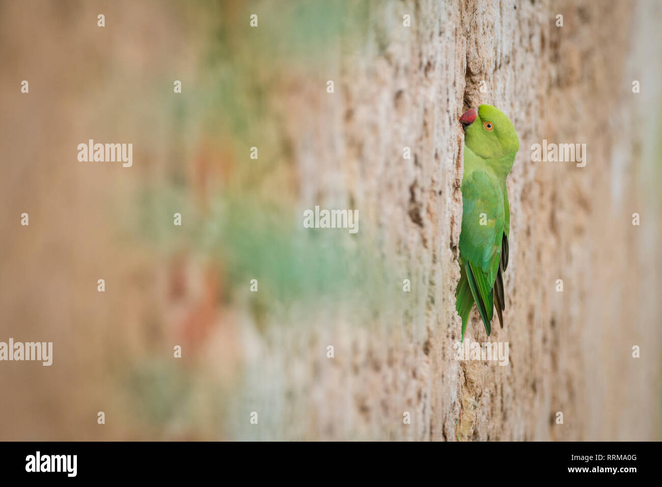 Rose-ringed Parakeet (Psittacula krameri), female perched on nesting ...