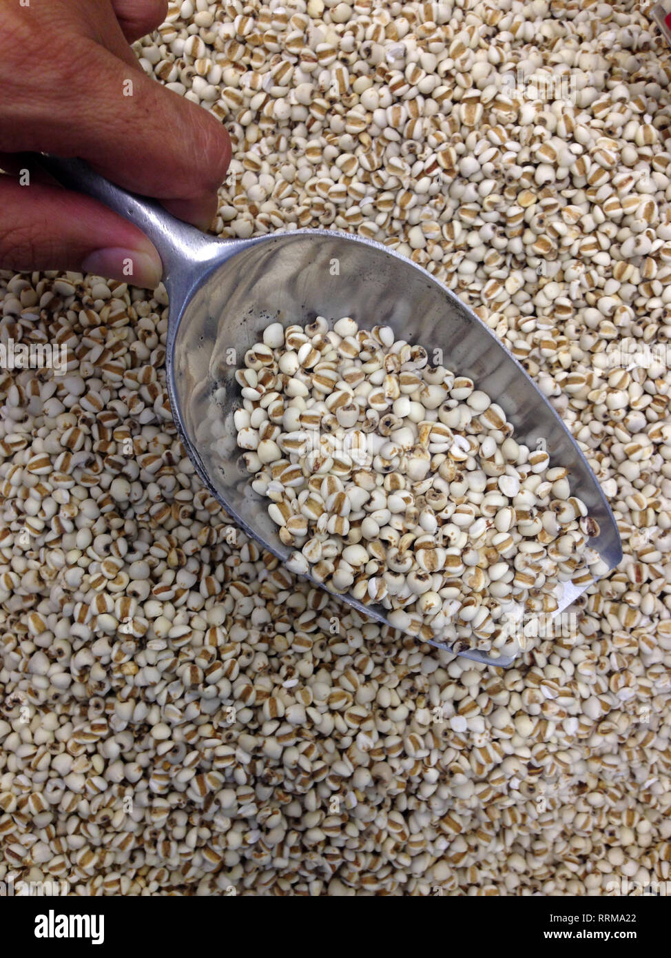 Close up millet rice millet hi-res stock photography and images - Alamy