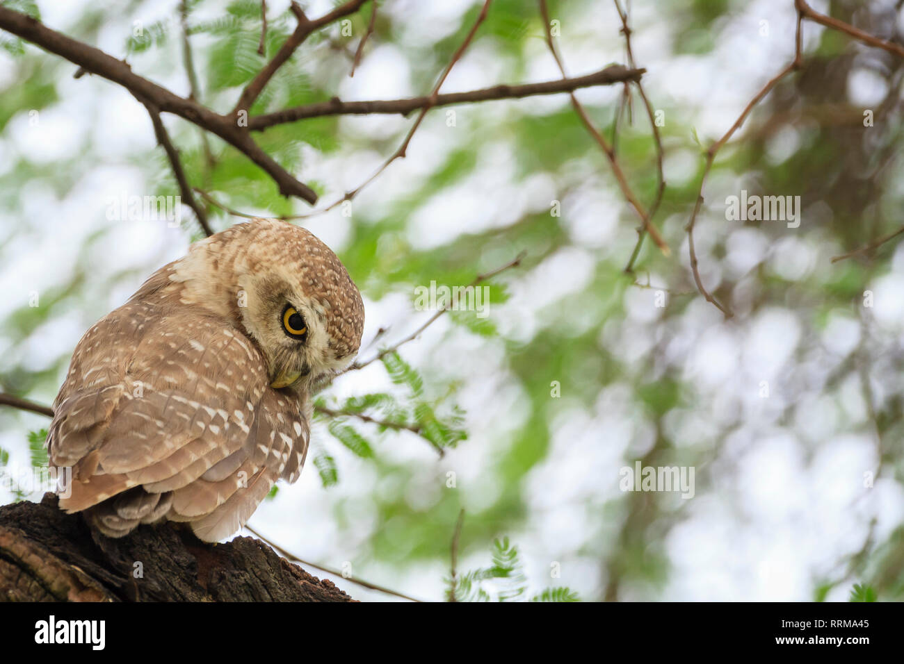Athene brama indica hi-res stock photography and images - Alamy