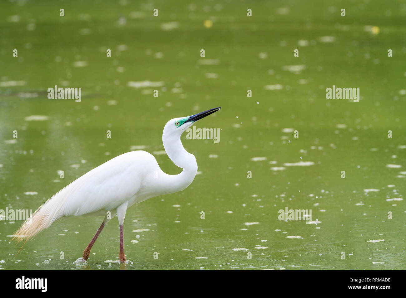 Eastern great egrets hi-res stock photography and images - Alamy