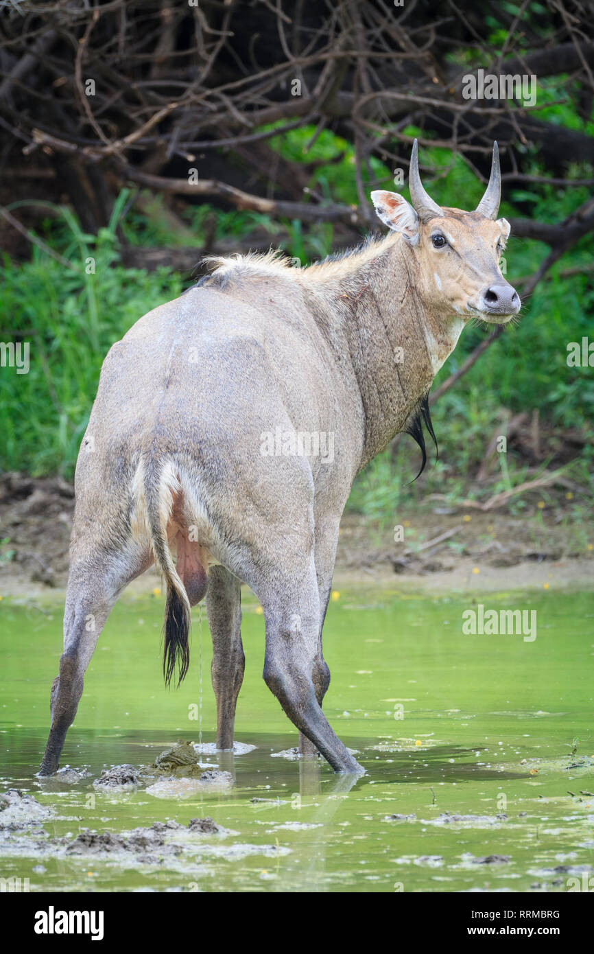 Nilgai (Boselaphus tragocamelus) male defecating and urinating ...