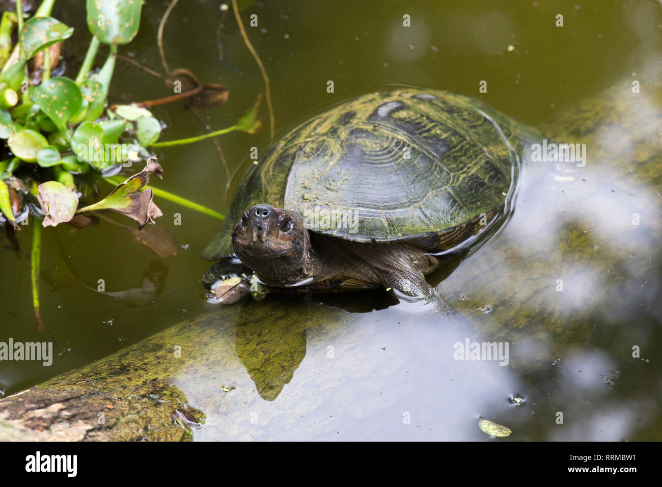 beautiful Asian water Turtle in Vietnam national park Stock Photo - Alamy