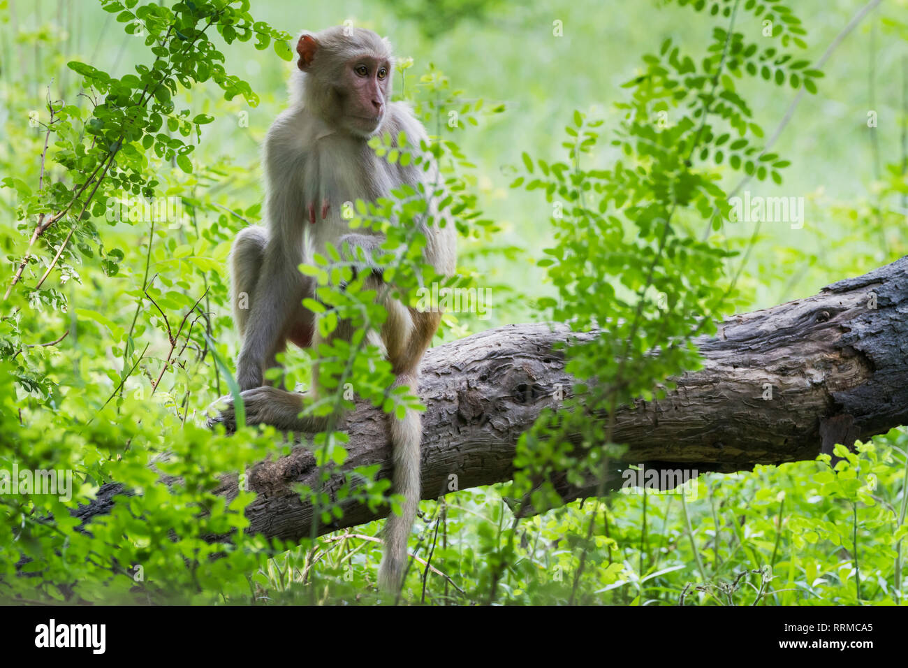 Indian primates hi-res stock photography and images - Alamy