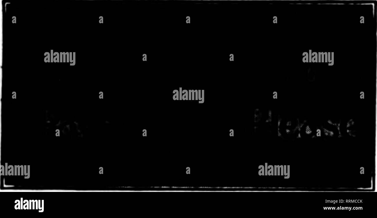 Rubrum lily Black and White Stock Photos & Images - Alamy