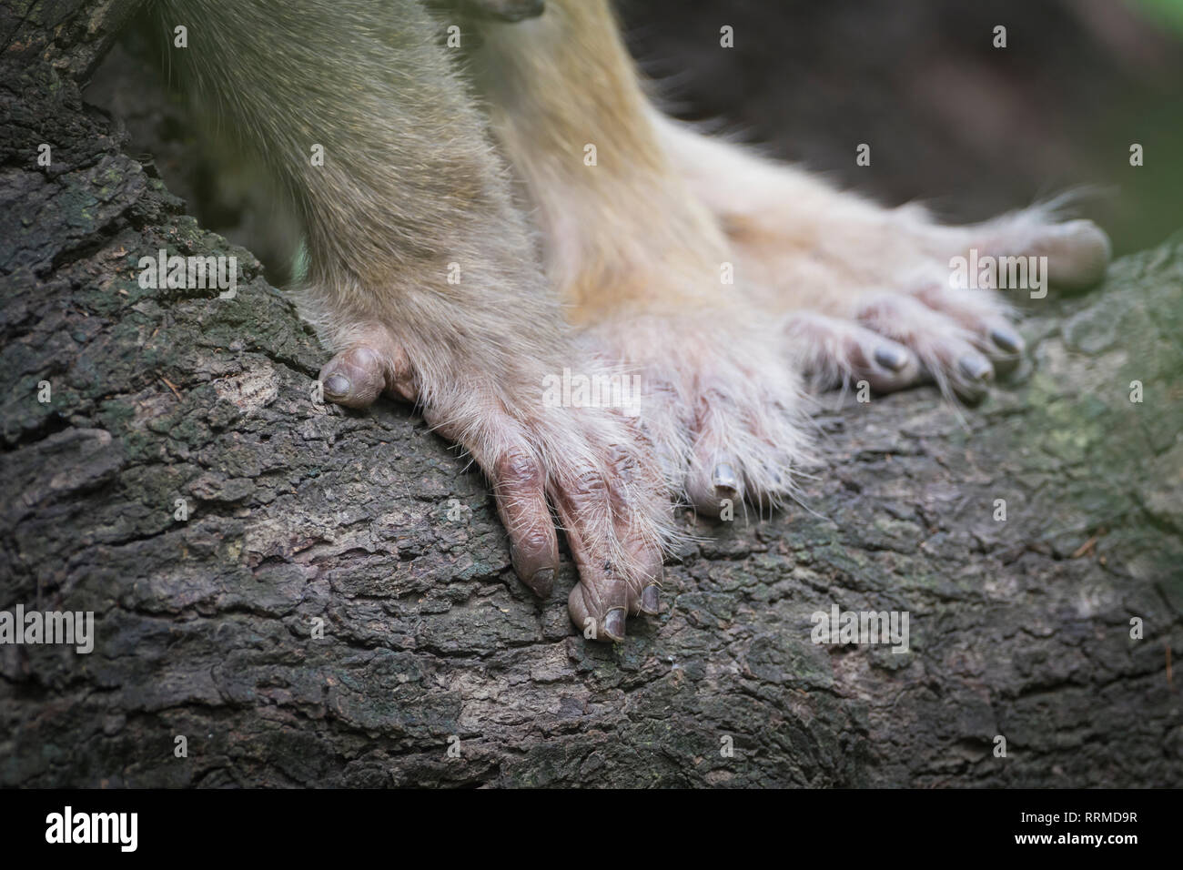 Hands of Rhesus Monkey (Macaca mulatta). Keoladeo National Park ...