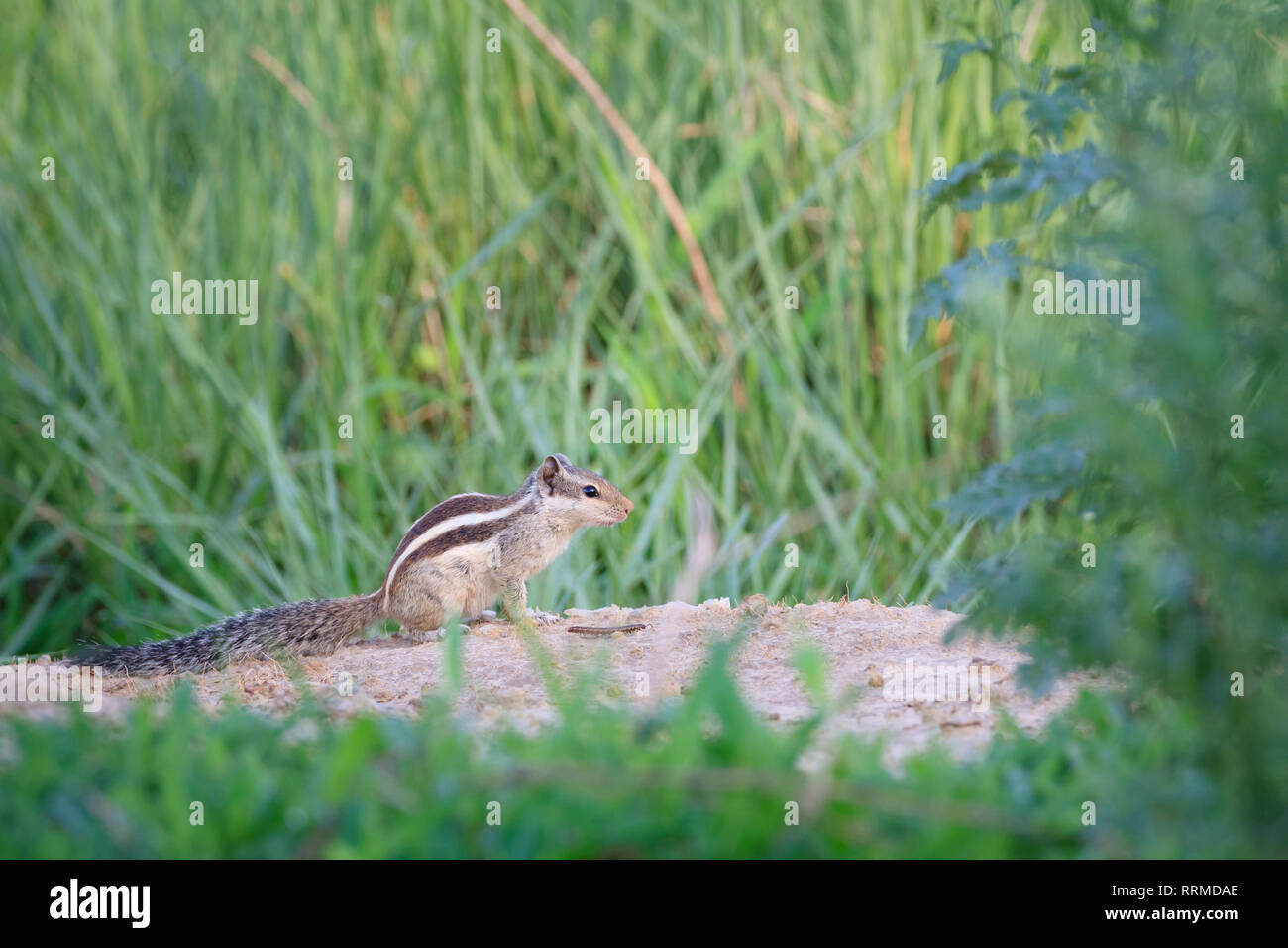 Five-striped Palm Squirrel (Funambulus pennantii) in habitat. Keoladeo ...