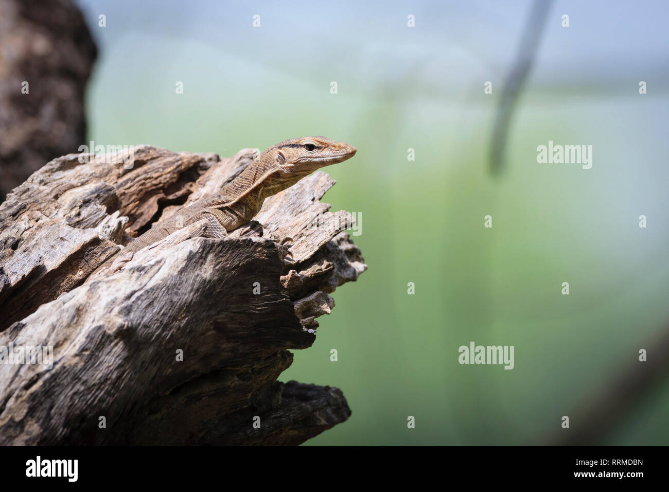 Bengal Monitor Lizard (Varanus bengalensis), juvenile on tree hole ...