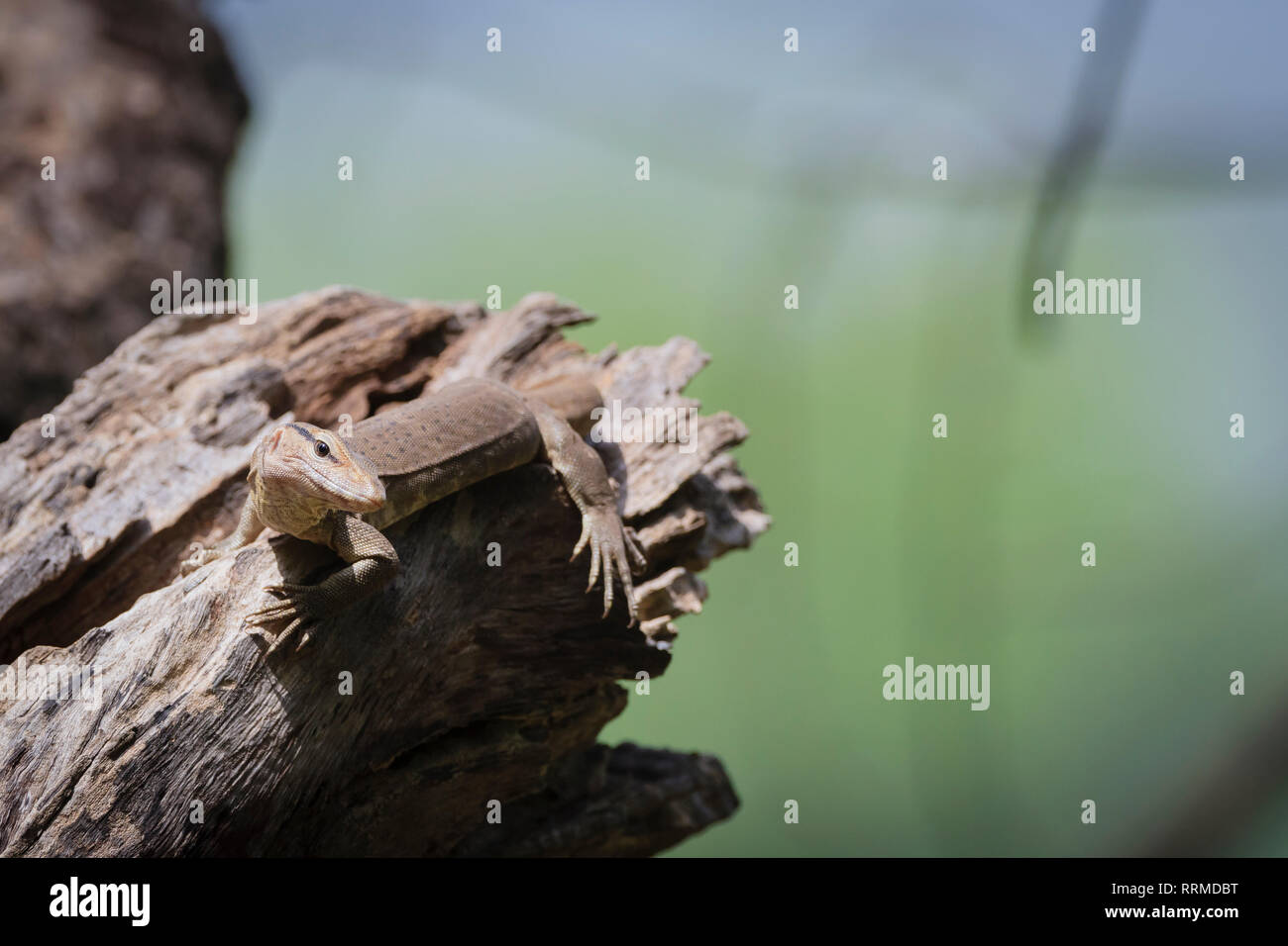 Bengal Monitor Lizard (Varanus bengalensis), juvenile on tree hole ...