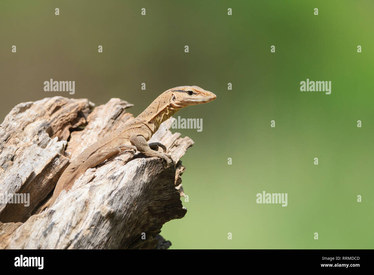 Bengal Monitor Lizard (Varanus bengalensis), juvenile on tree hole ...