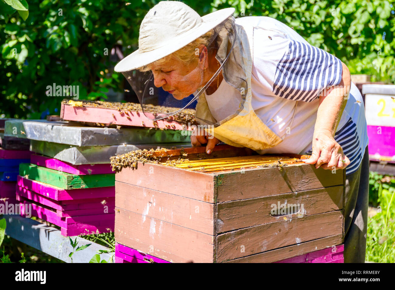 Barehanded senior woman, Beekeeper, is control situation in bee colony ...
